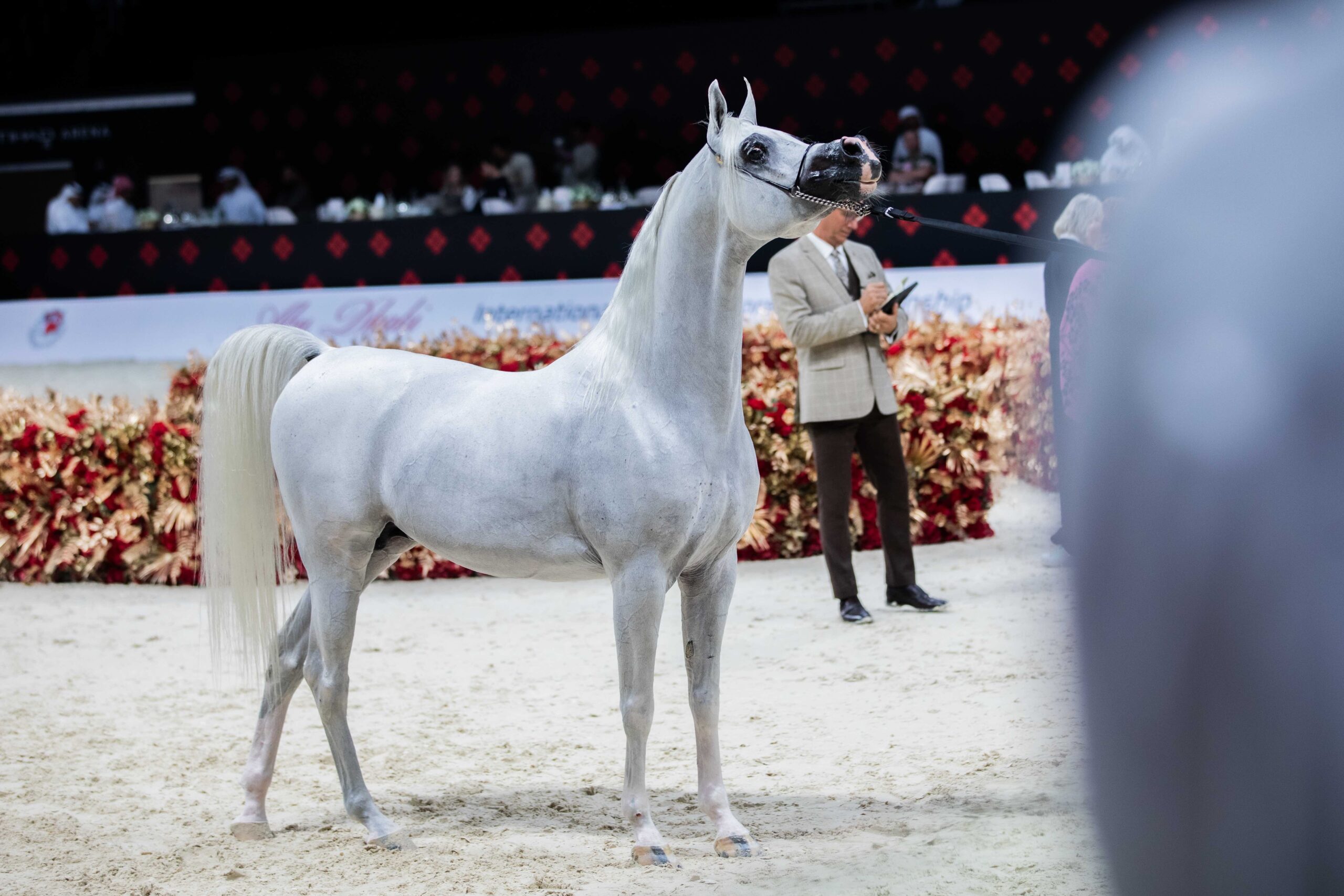 Home - Global Champions Arabians Tour