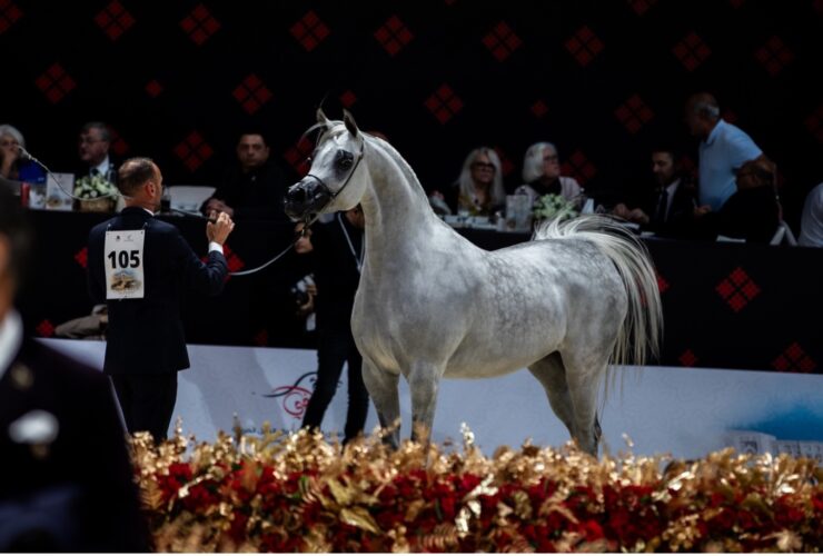 Global Champions Arabians Tour Kicks Off Inaugural Event with ...