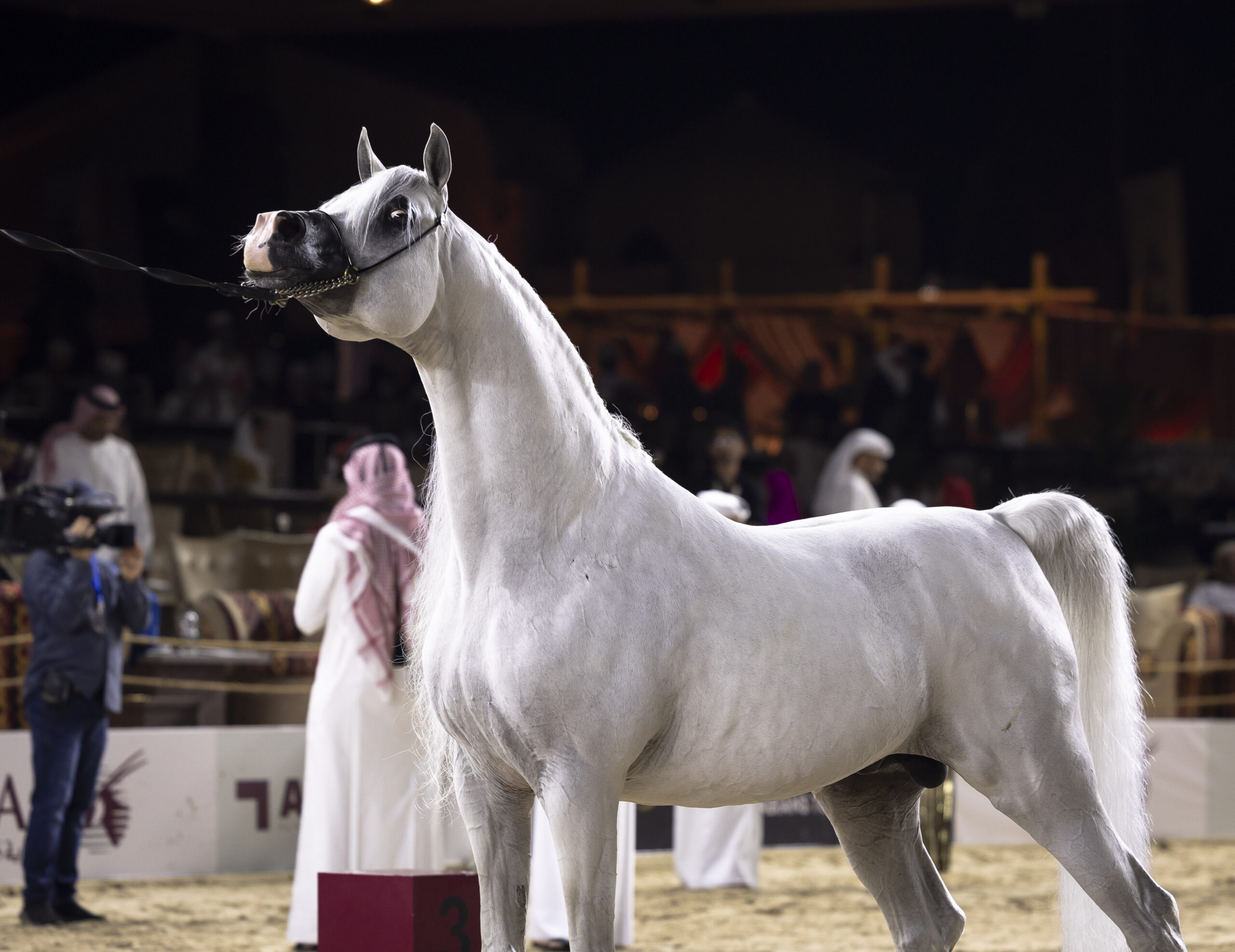 Home - Global Champions Arabians Tour