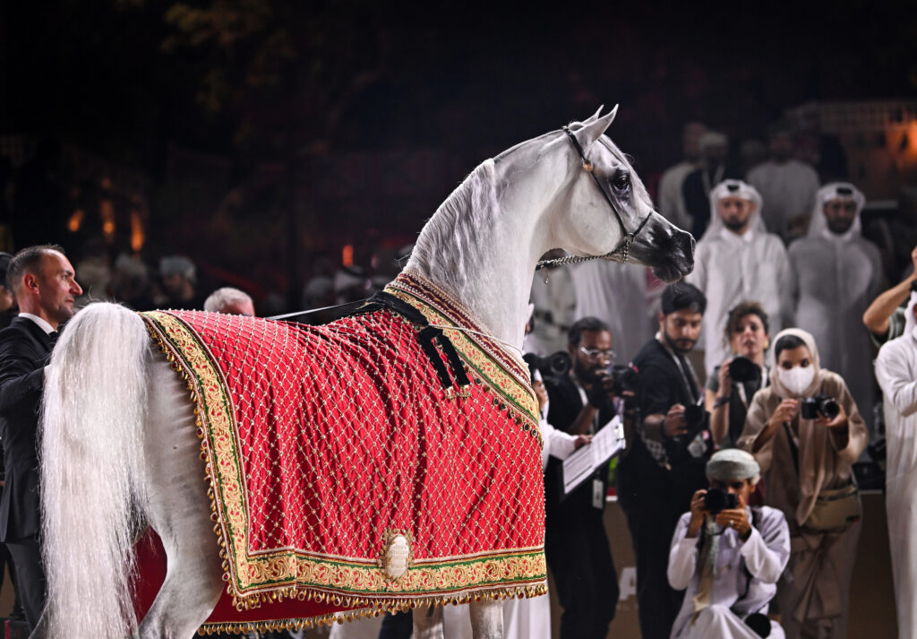 Berlin MP Shines in the Senior Stallion Championship of Global ...